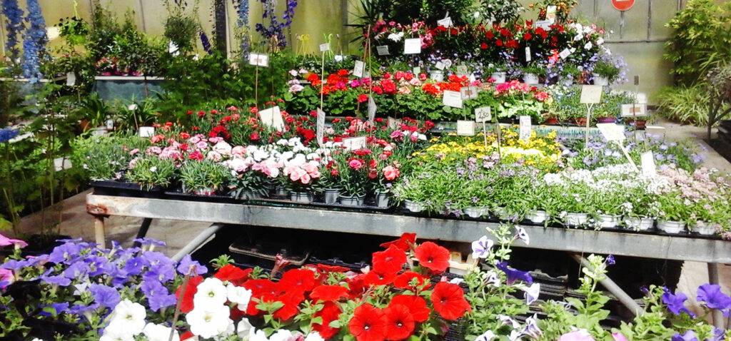 A propos - Les fleurs de Majolan