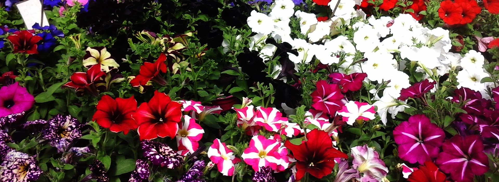 Les Fleurs de Majolan - Les fleurs de Majolan