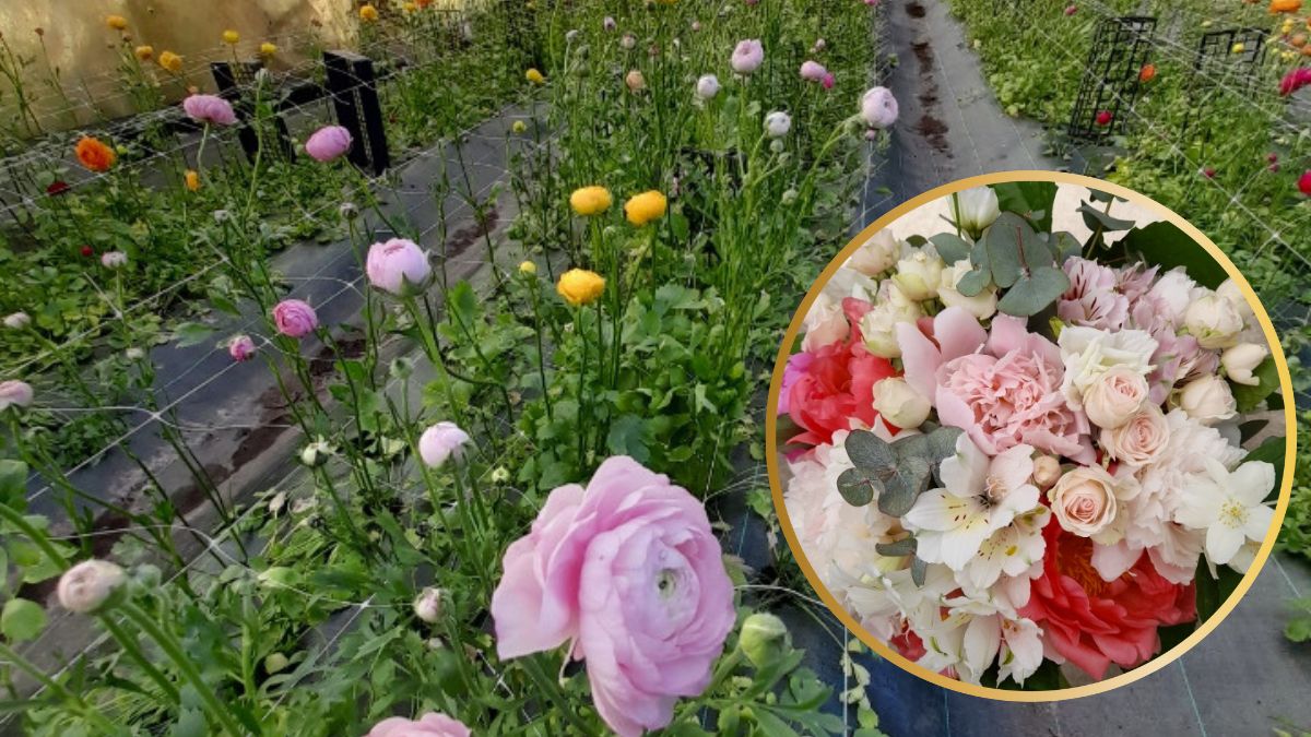 Plantes Fleuries - Les fleurs de Majolan