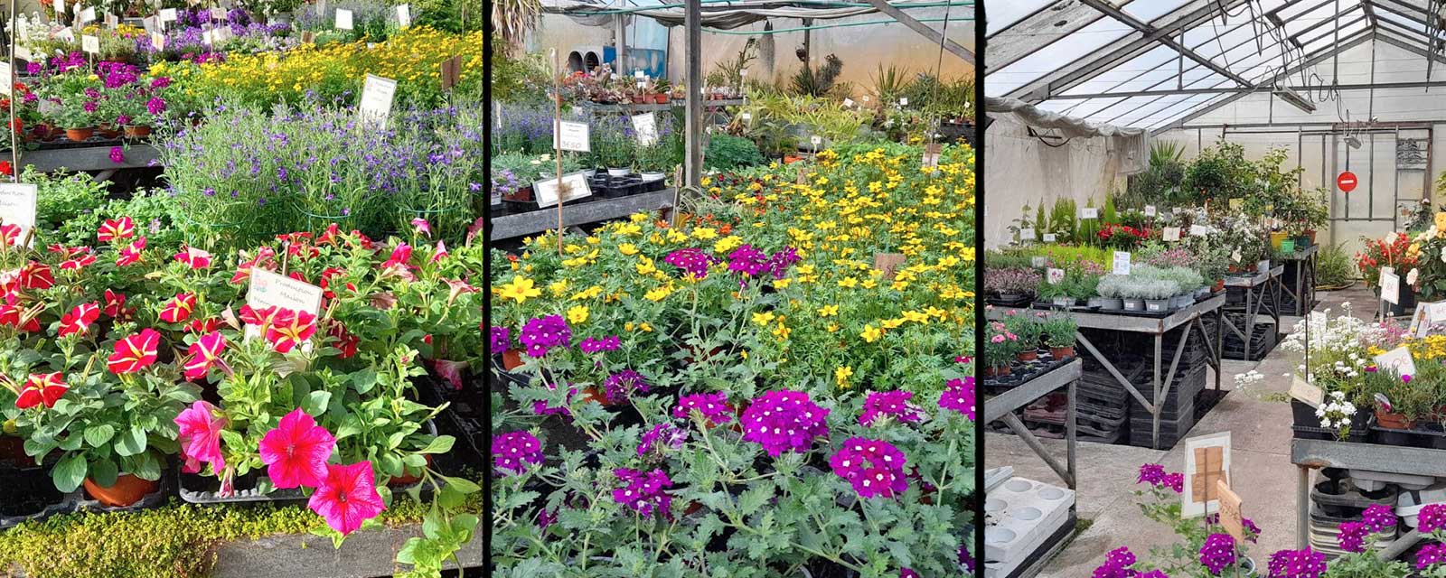 Les Fleurs de Majolan - Les fleurs de Majolan