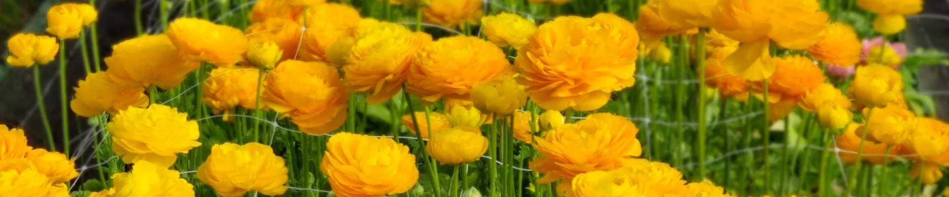 Les Fleurs de Majolan - Les fleurs de Majolan